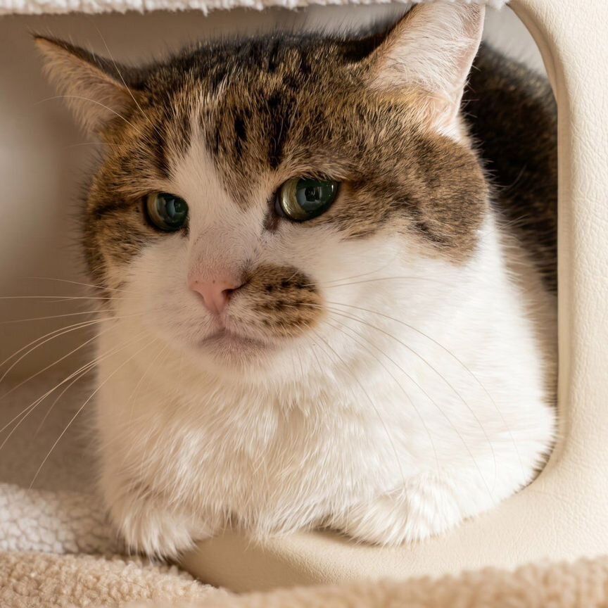 Взрослый кот в добрые руки