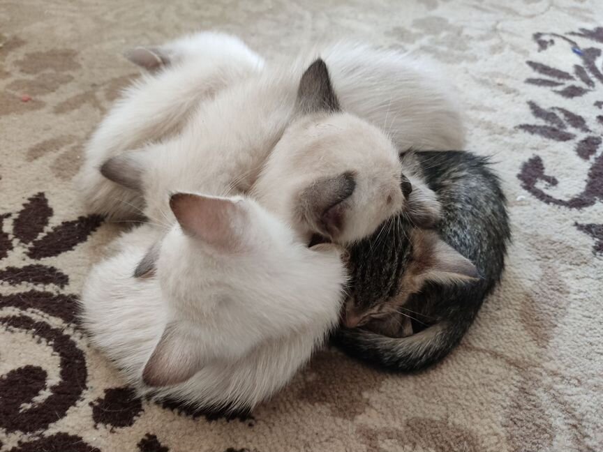 Тайские котята