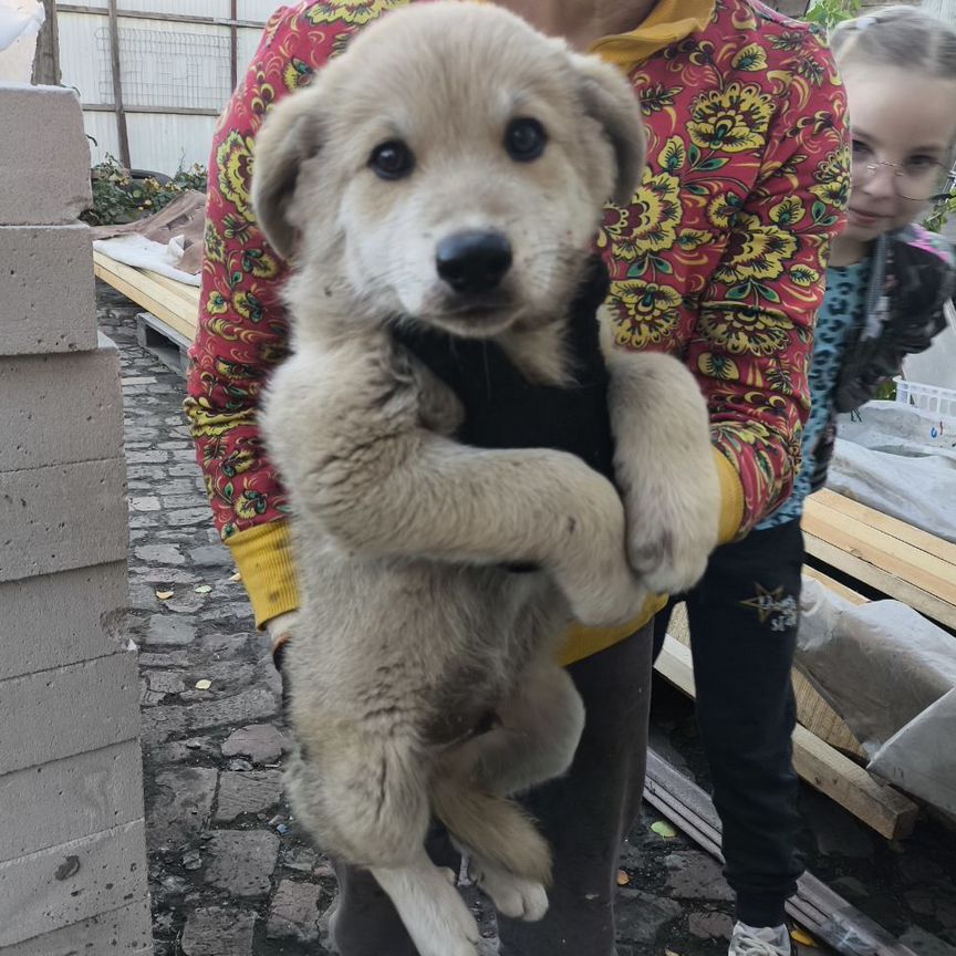Щенок в добрые руки