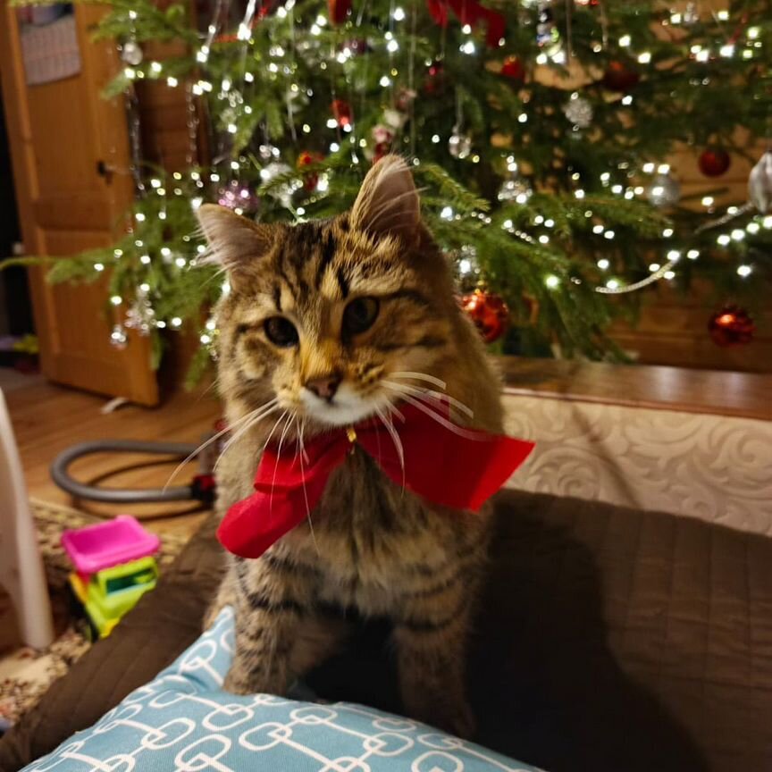 Котенок в очень добрые руки