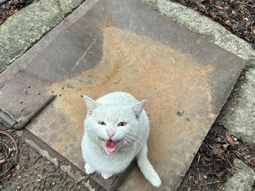 Котята в добрые руки бесплатно