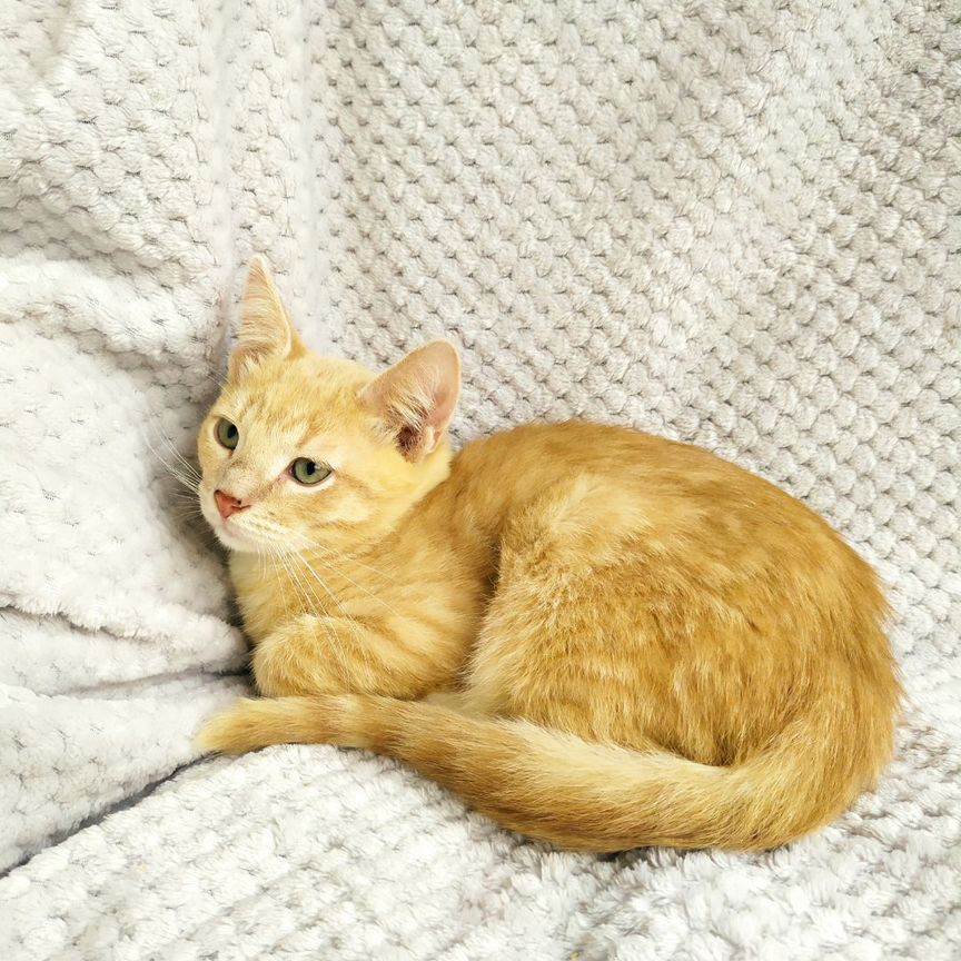 Рыжее солнышко в дар