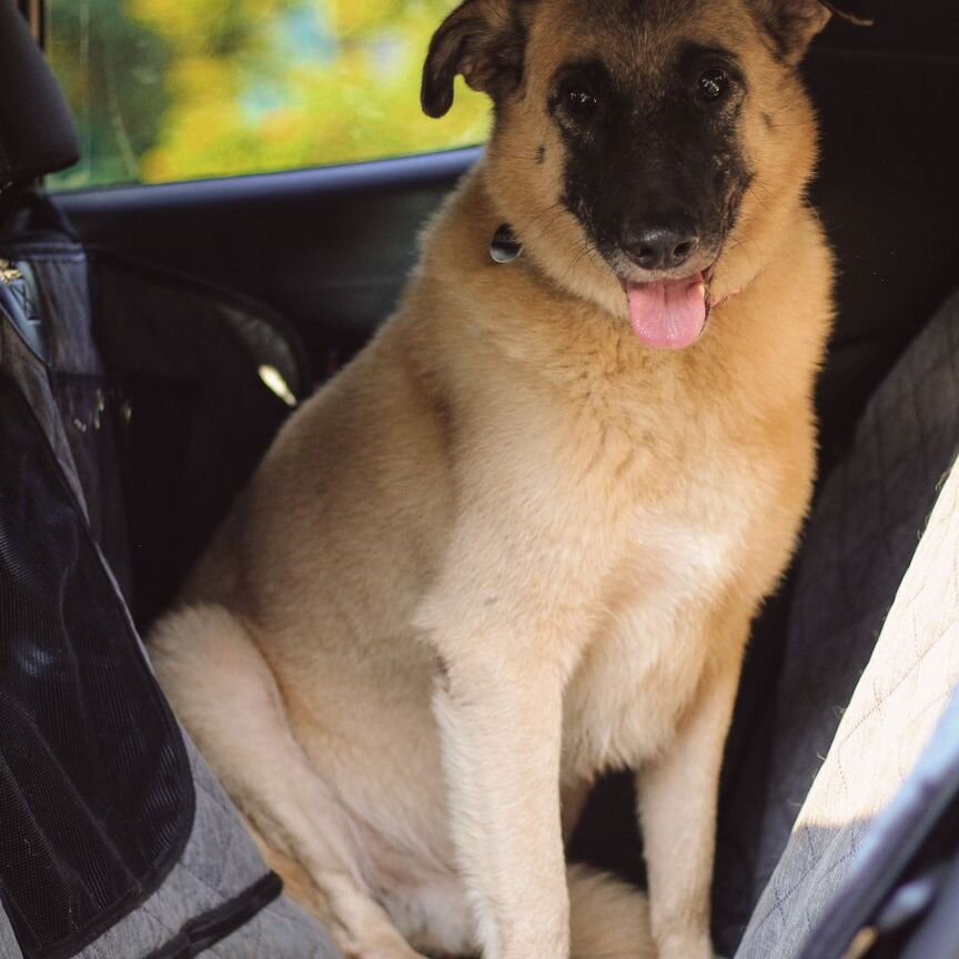 Отличный пес ищет дом