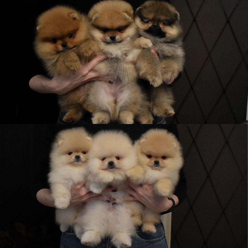 Померашки крем оранж черные