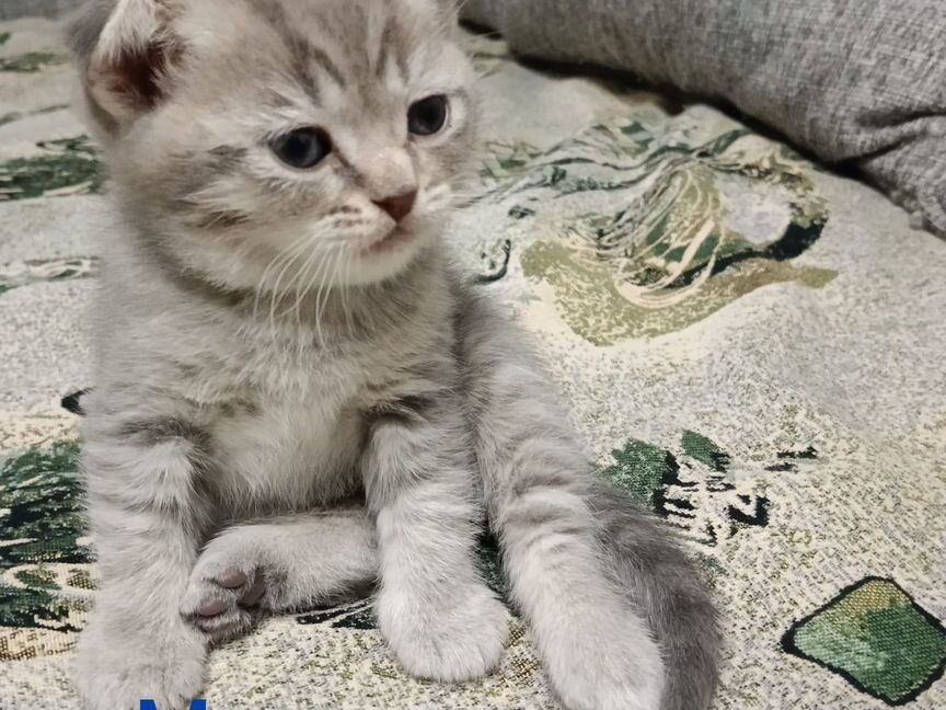 Шотландская