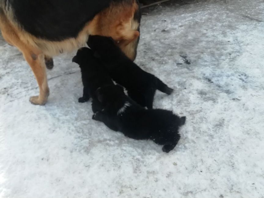 Немецкая овчарка в добрые руки