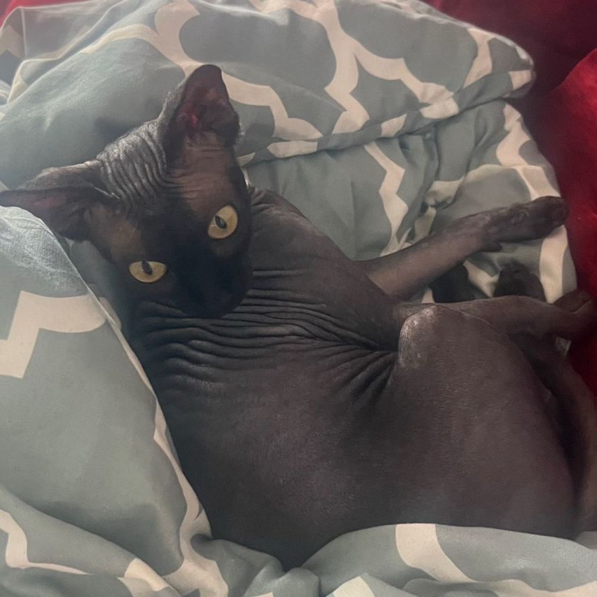 Канадский сфинкс кот мальчик