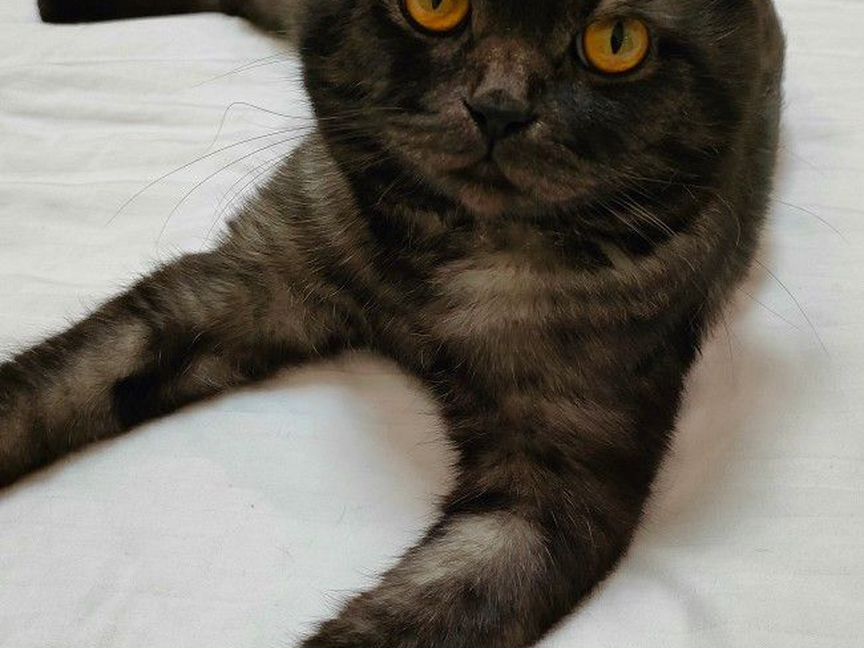 Шотландский кот на вязку