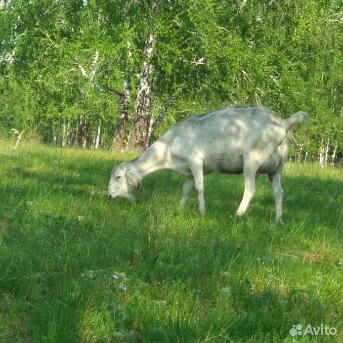 Коза дойная молочная