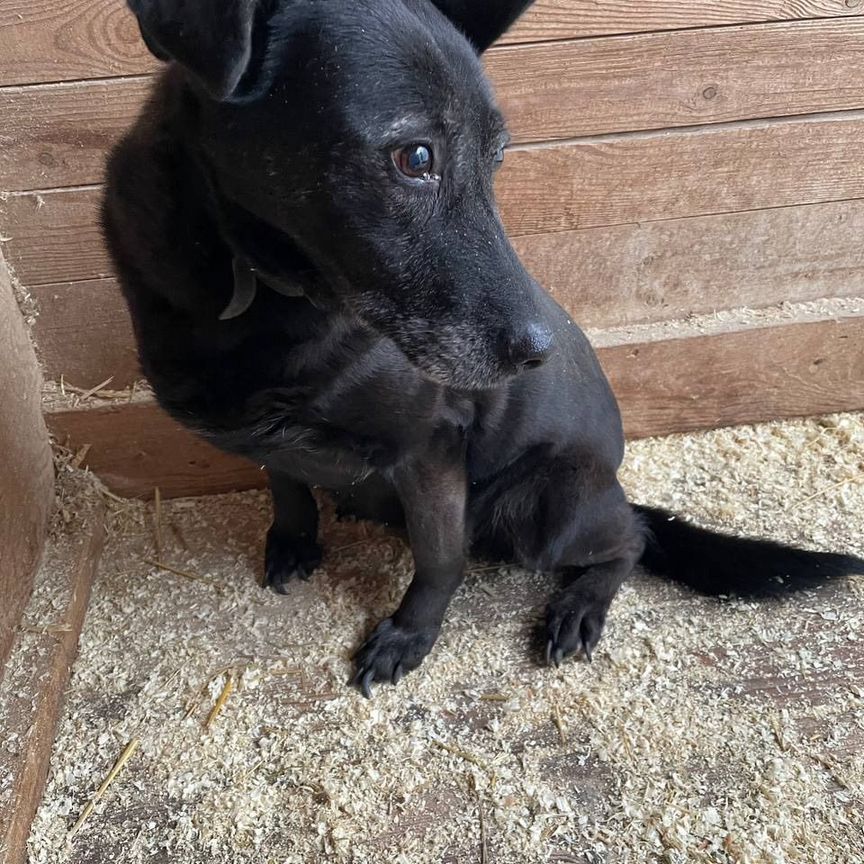 Простая старенькая собачка