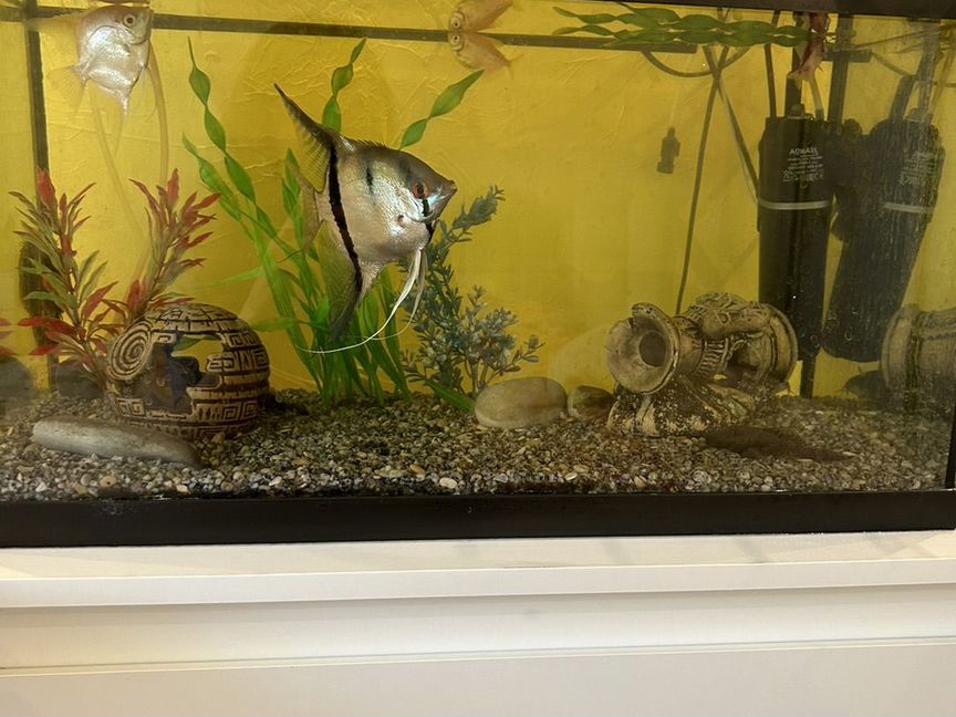 Аквариумные рыбки отдам бесплатно