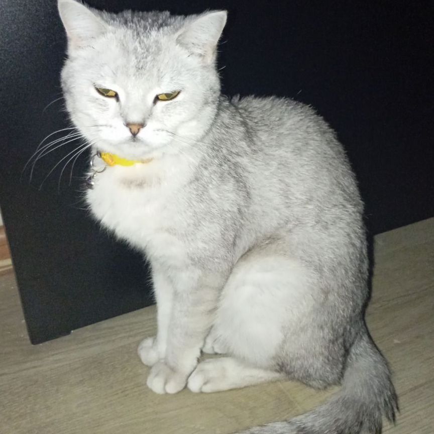 Шотландская прямоухая короткошёрстная, взрослая кошка