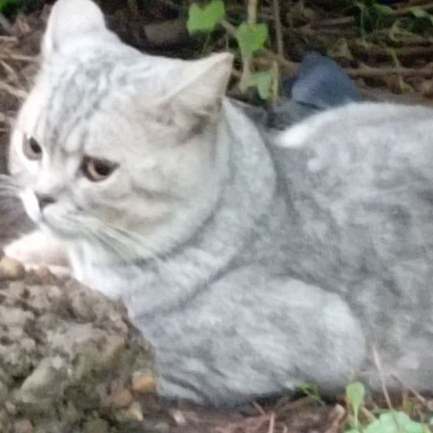 Котик ищет дом