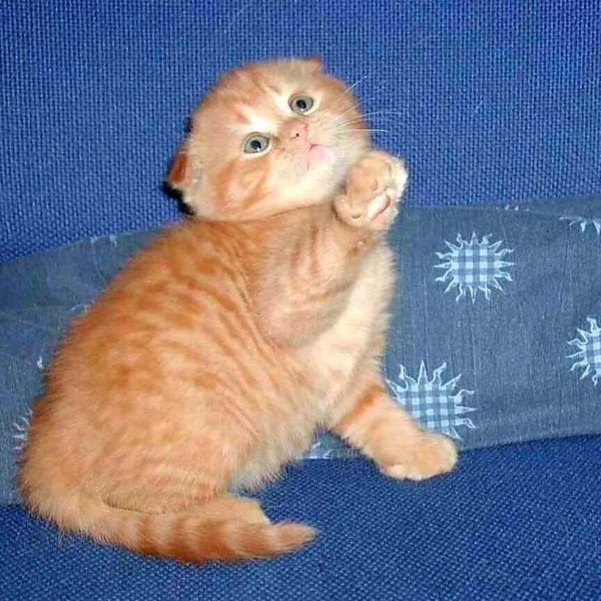 Девочка рыжуля