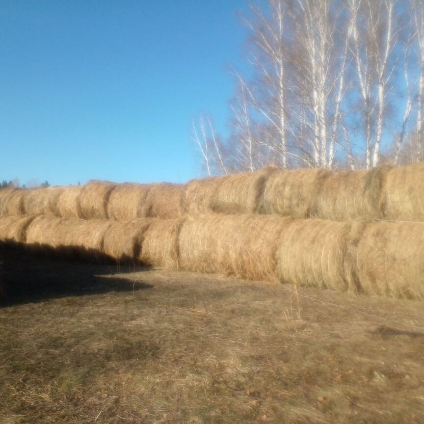 Сено