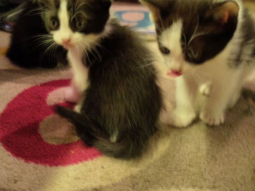 Котята Шотландские вислоухие