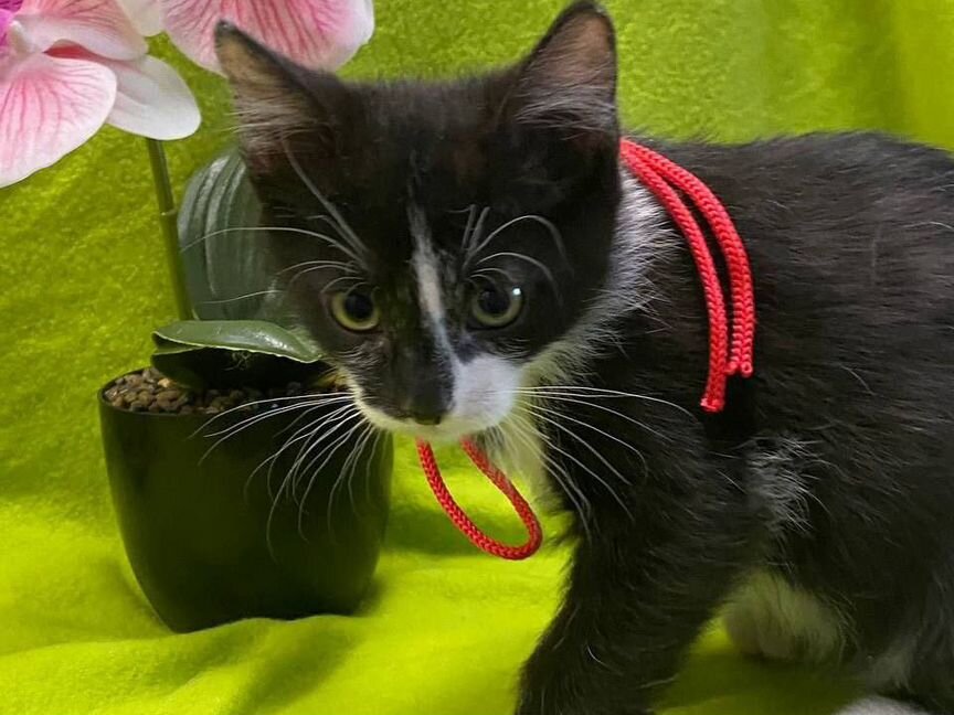 Котенок