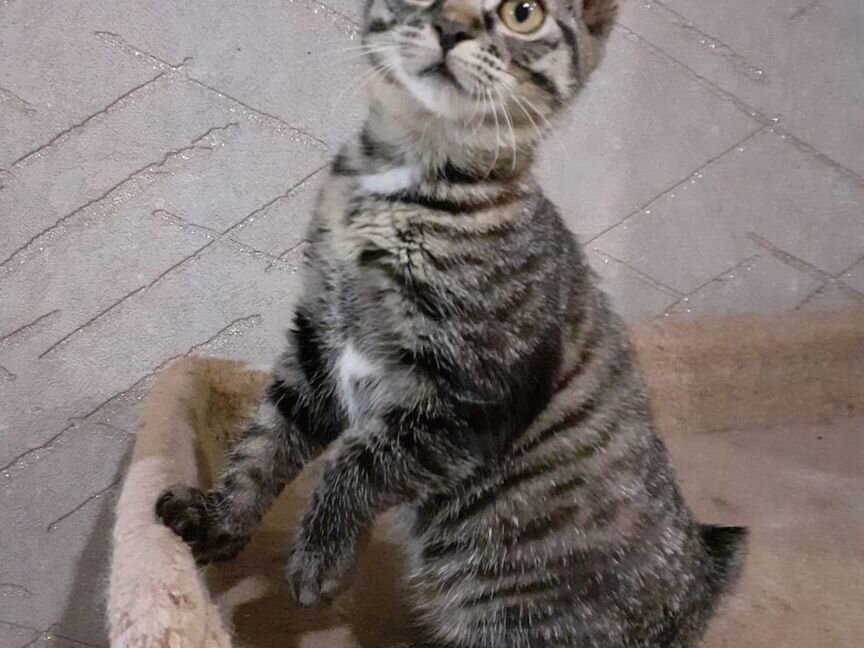 Котята курбобики