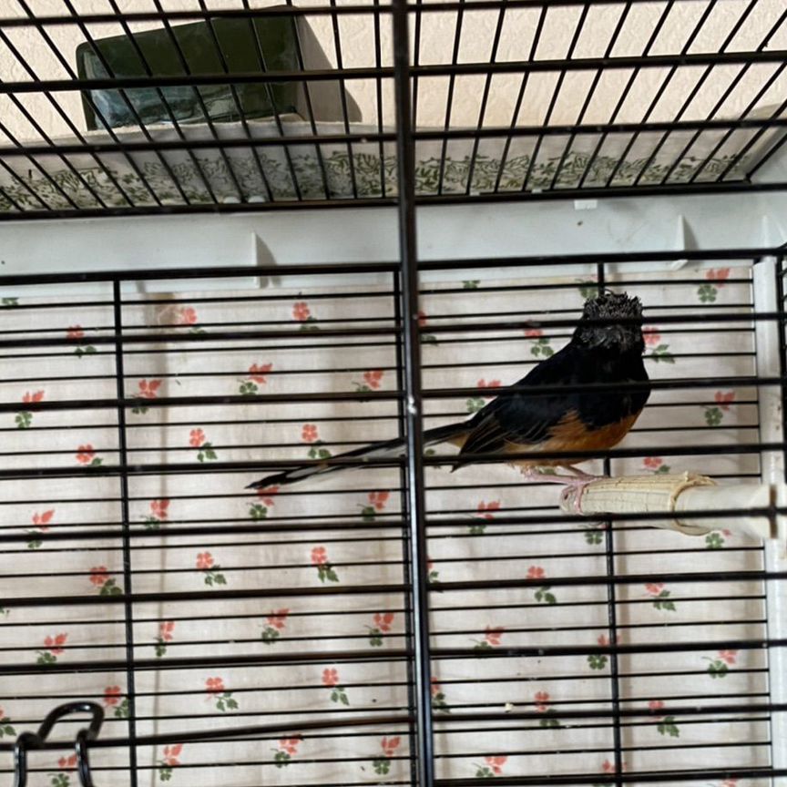 Экзотические птицы. Белопоясничный дрозд шама