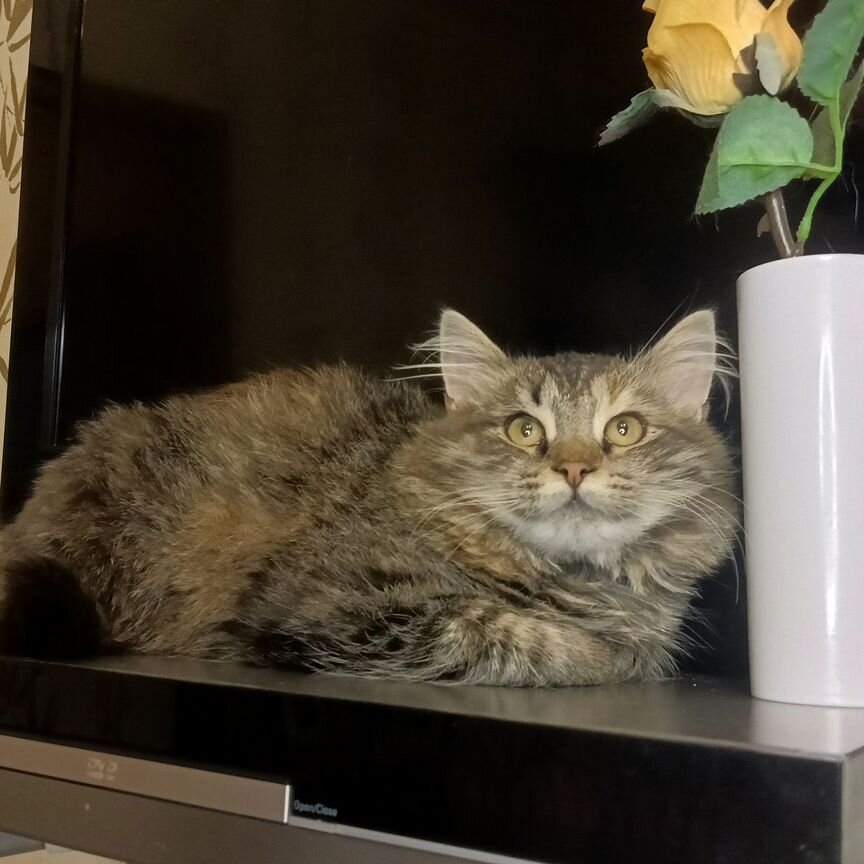 Котёнок 5 месяцев