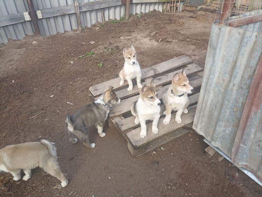 Щенки лайки зсл