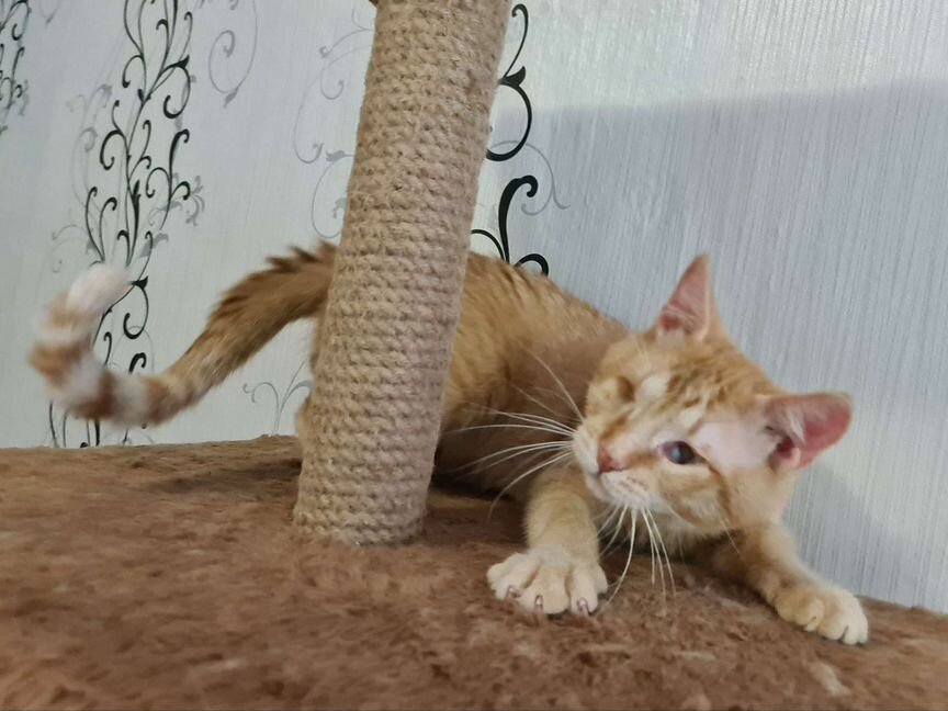 Домовёнок Нафаня в добрый дом