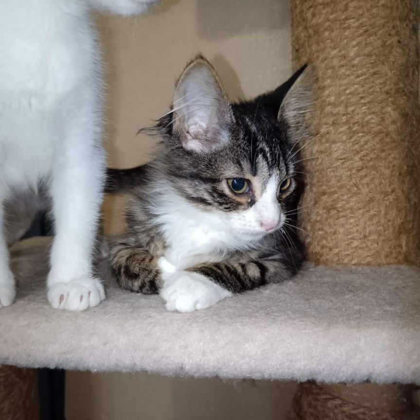 Котик 3 мес