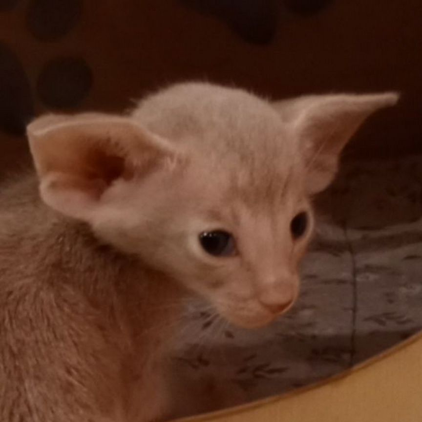 Ориентальные котята из питомника