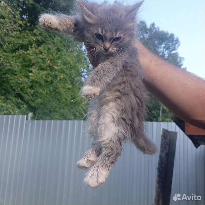 Брутальный парень, чуть больше месяца