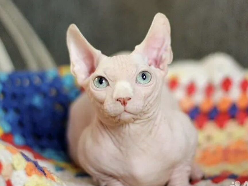 Кошка Белая, голубоглазая, взрослая бамбиносфинкс