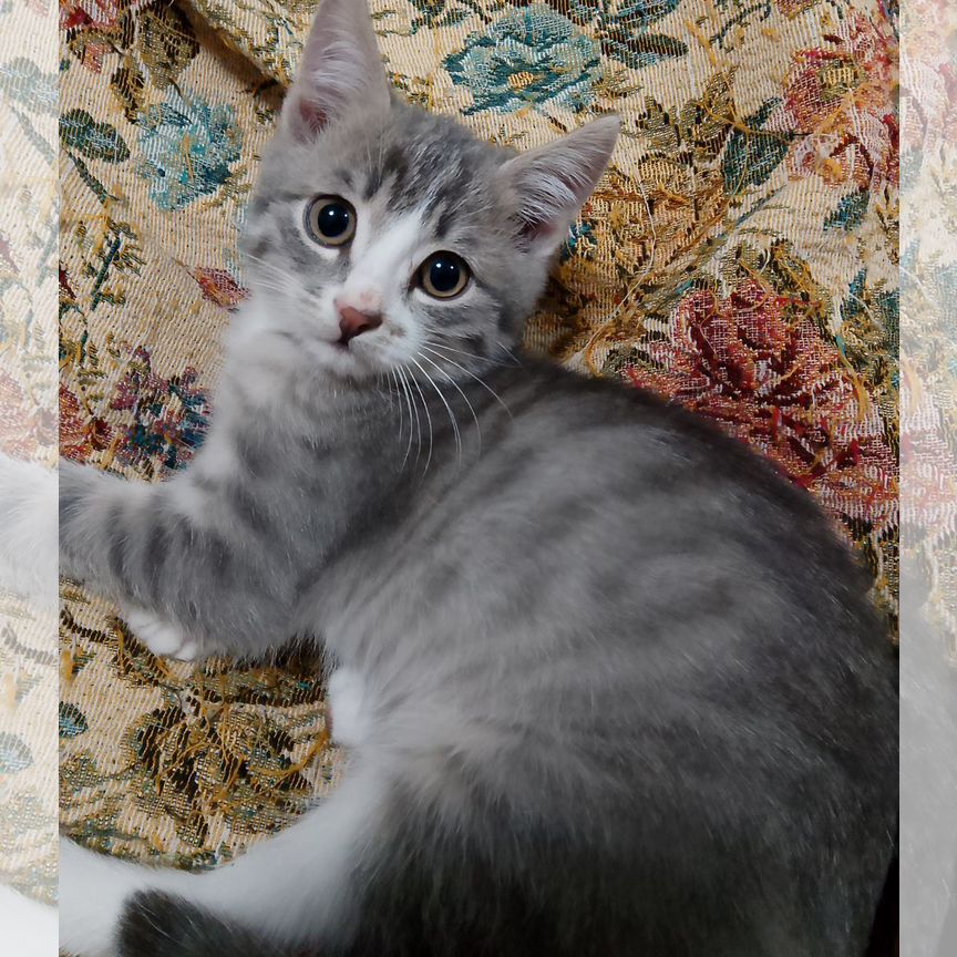 Котёнок в добрые руки