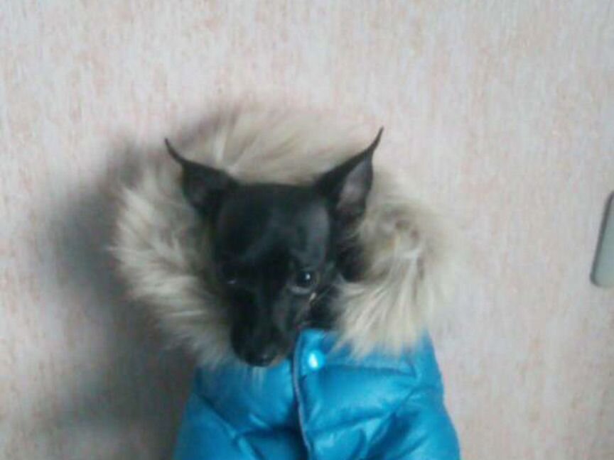 Вязка мини Той-терьер