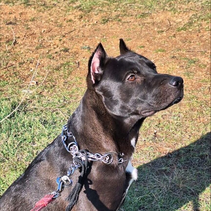 Отдам в добрые руки