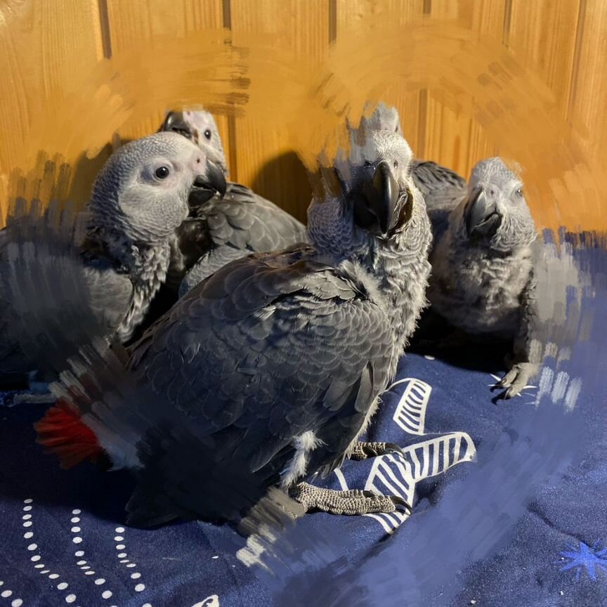 Ручной говорящий попугай