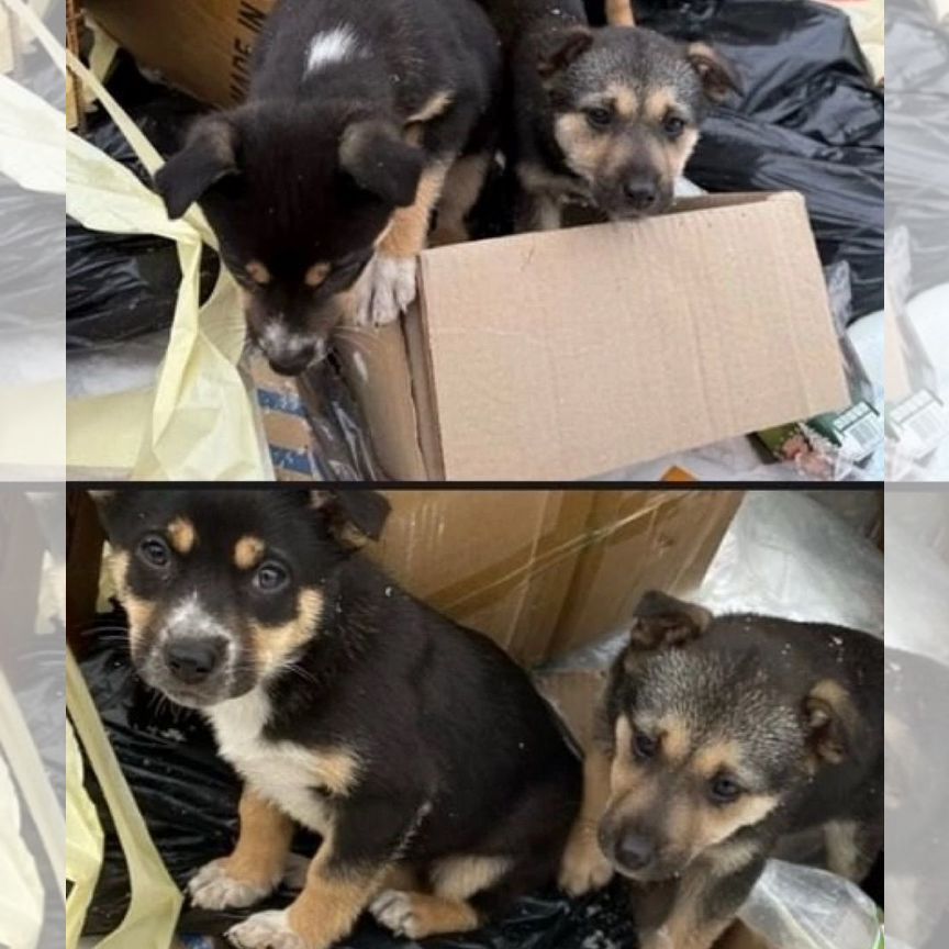 Брошенные замерзающие щенки