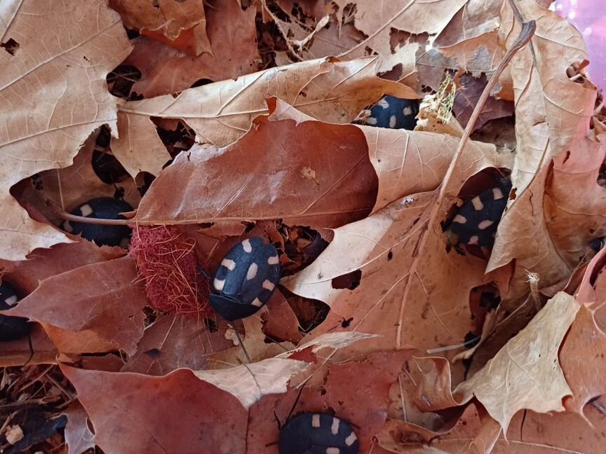 Колония Тараканов домино, неприхотливые