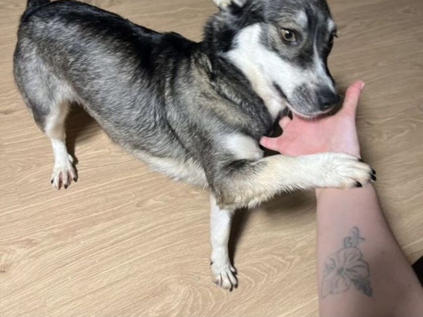 Маленькая собака в добрые руки