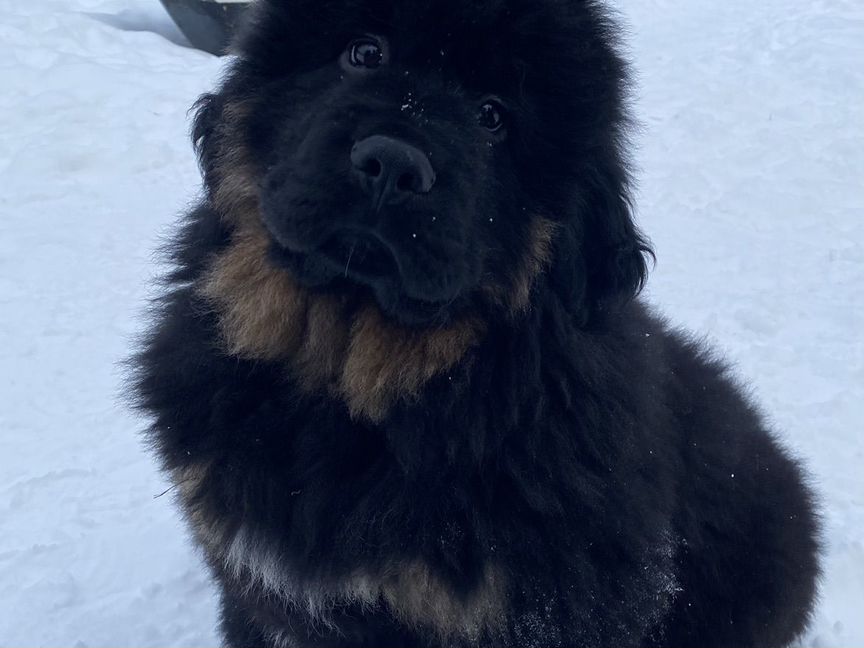 Щенки тибетского мастифа