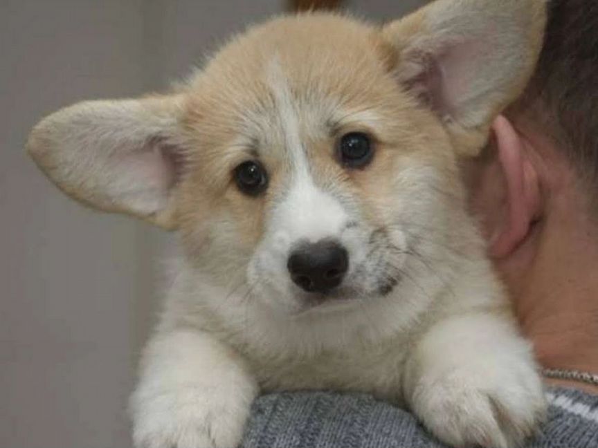 Вельш корги Пемброк