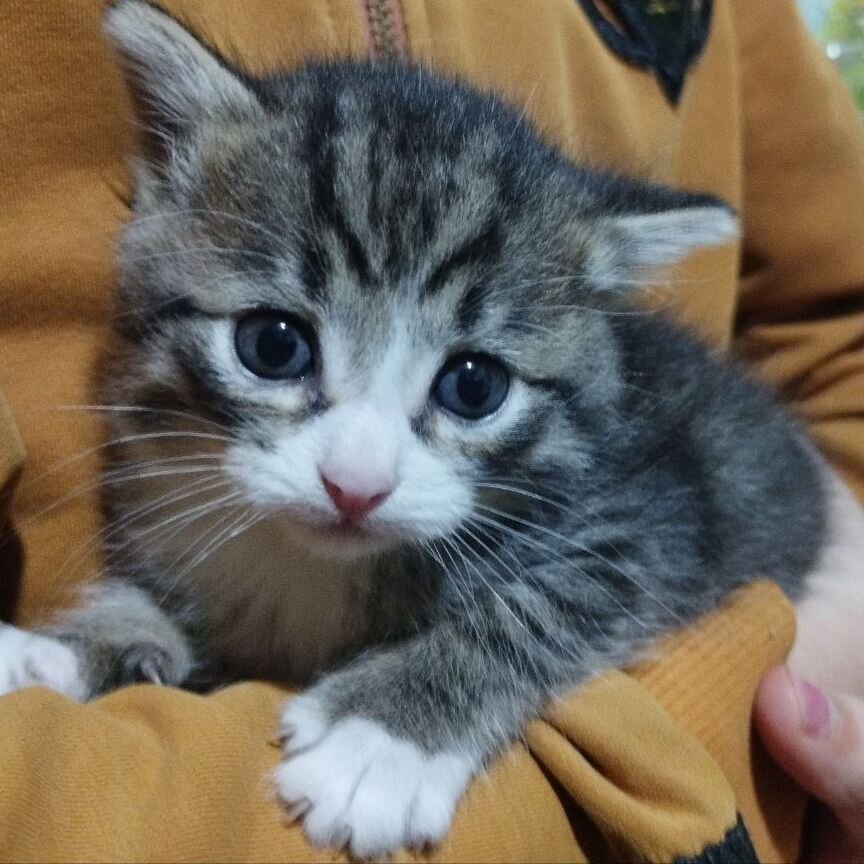 Котёнок в добрые руки