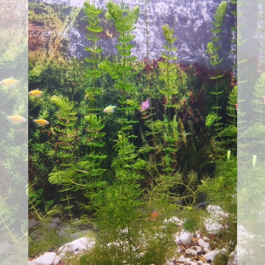 Украшение для аквариума