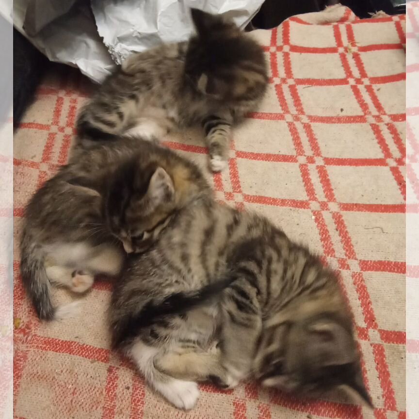 Котёнок в добрые руки