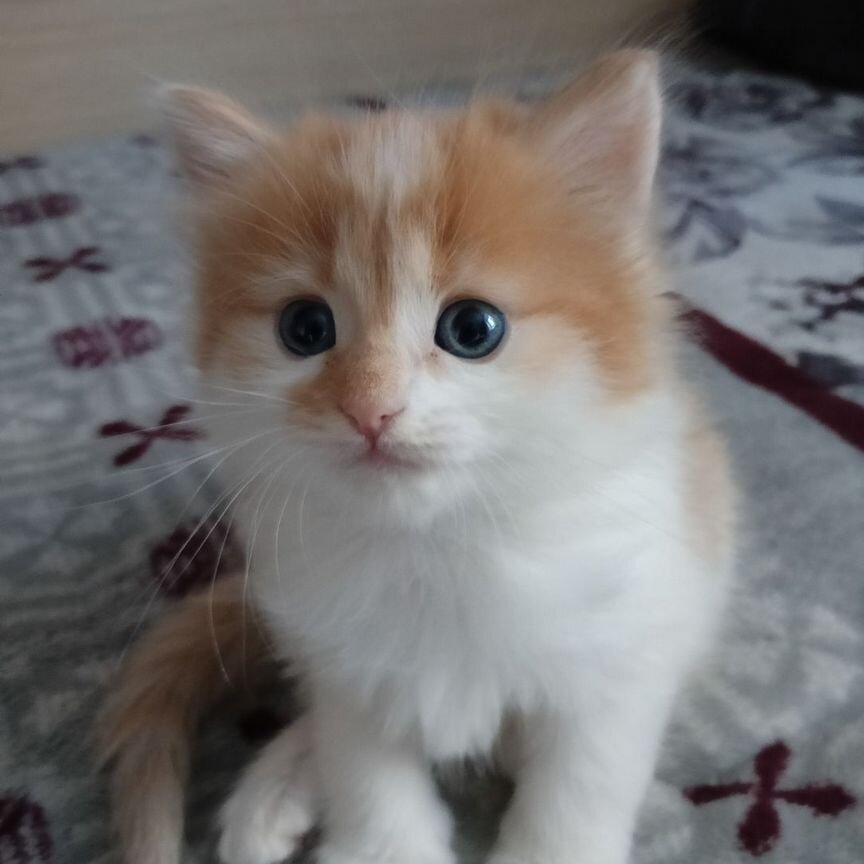 Котенок в добрые руки