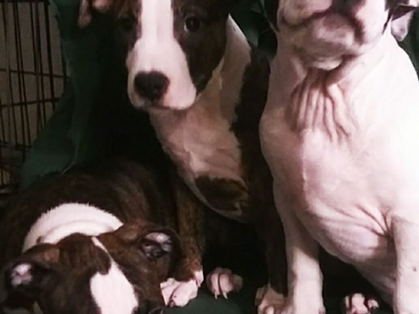 Амстаф терьер щенки