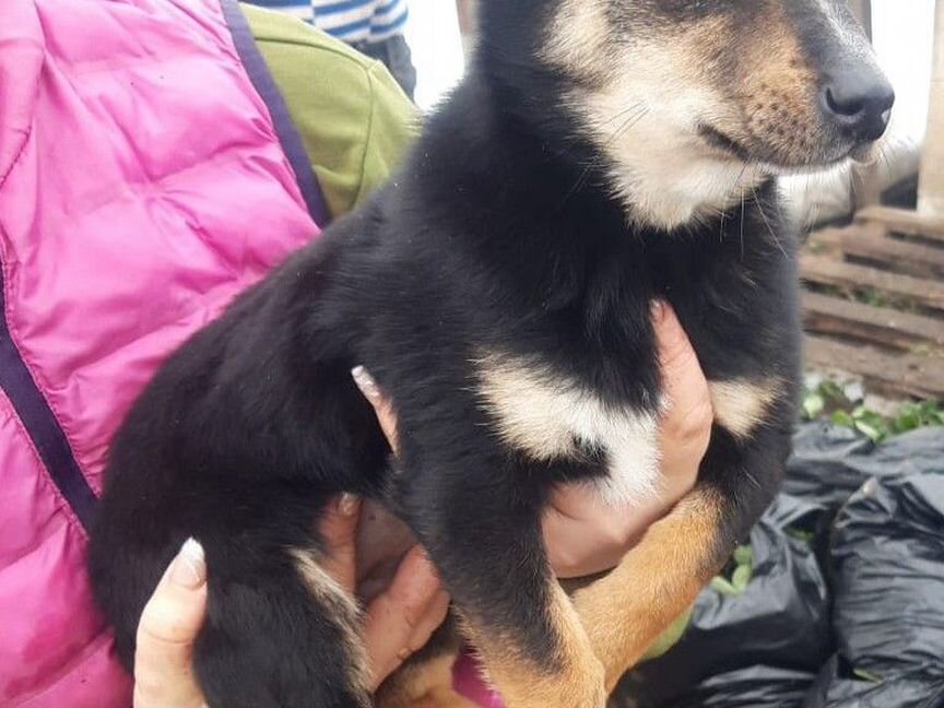 Собака в добрые руки