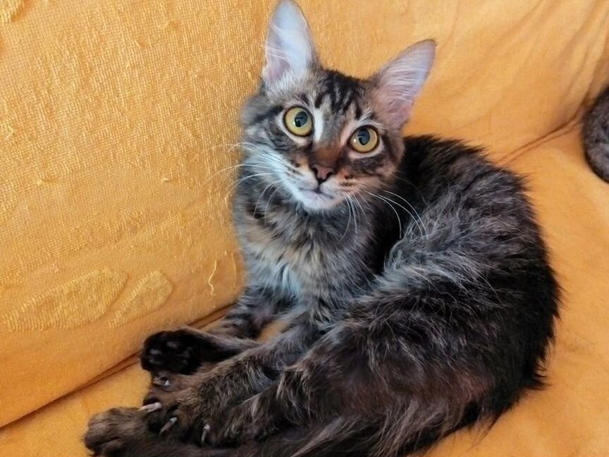 Милый умный котенок (из приюта)