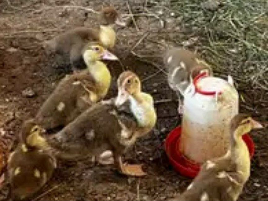 Индоутята подростки