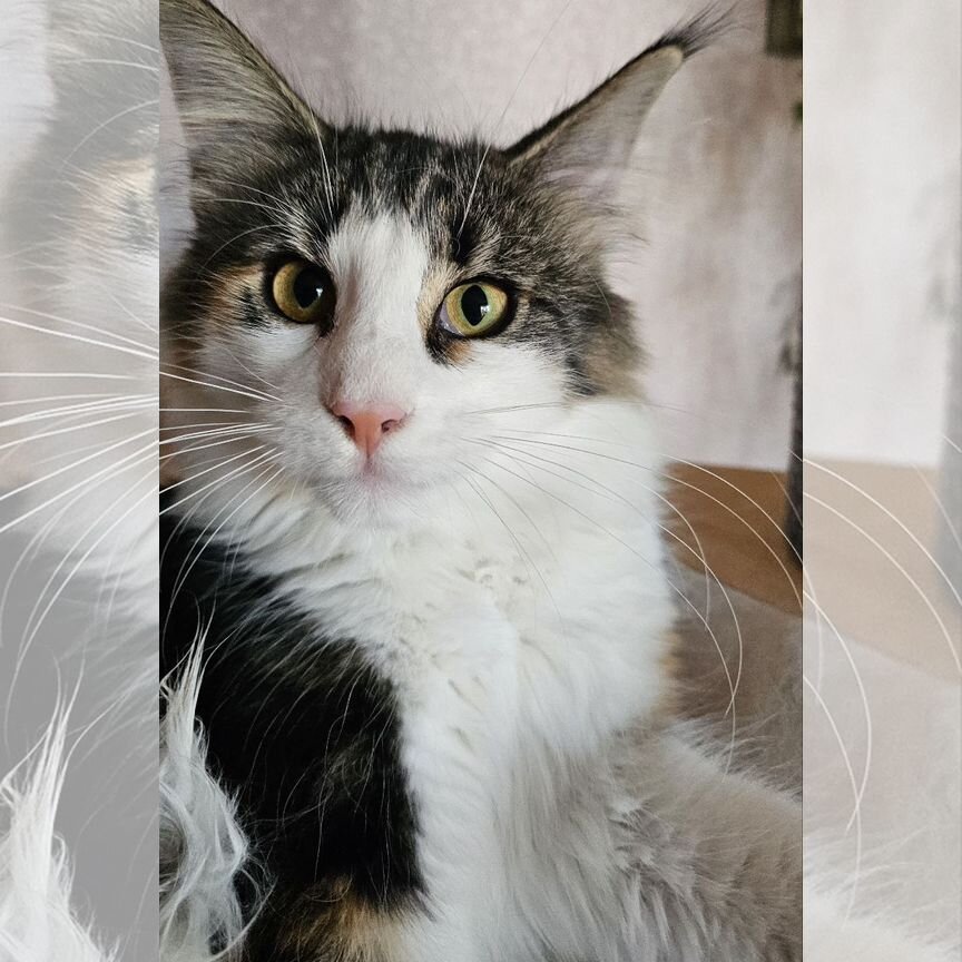 Не мейн кун, а Норвежская лесная кошка