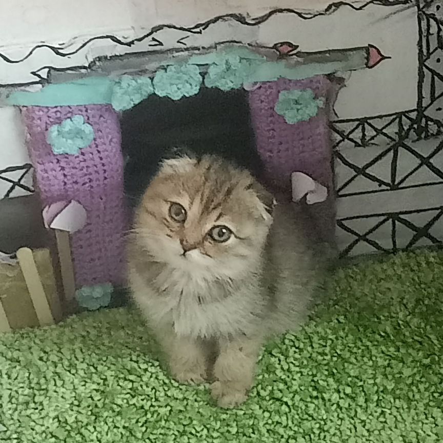 Шотландская вислоухая
