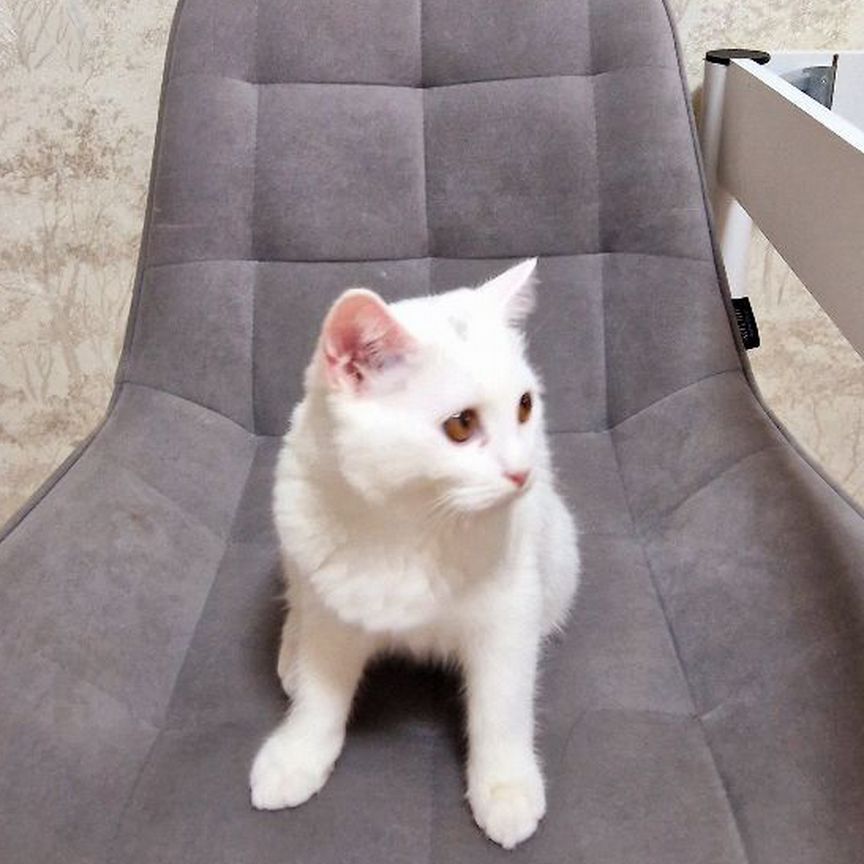 Отдам в хорошие руки котенка
